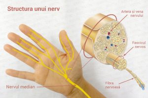 Despre nerv 👉 functia nervului 👍 leziune de nerv si neuropatia periferica